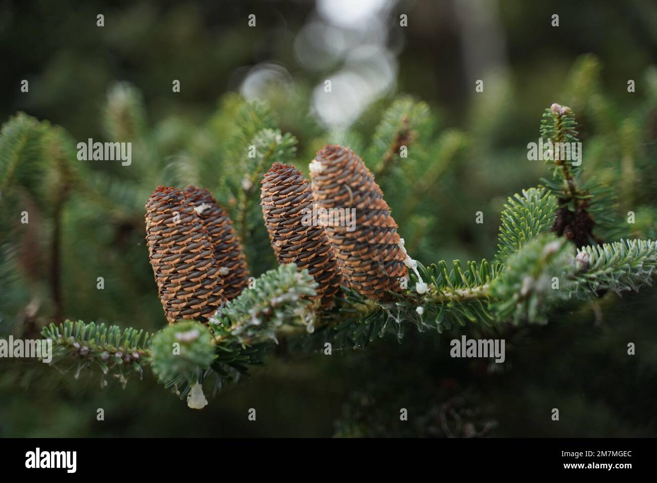 Blue spruce with small cones hi-res stock photography and images - Alamy