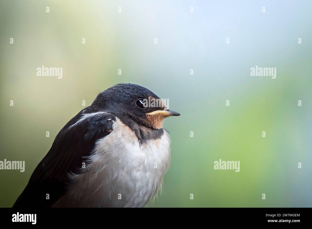 Close-up of a barn swallow Stock Photo - Alamy