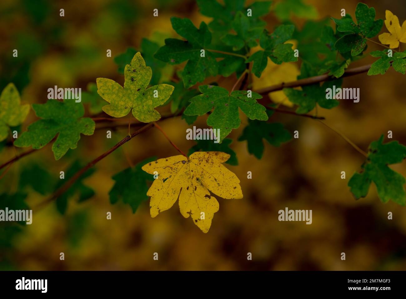 Discolored leaves on a young maple tree in autumn hi-res stock photography and images - Alamy