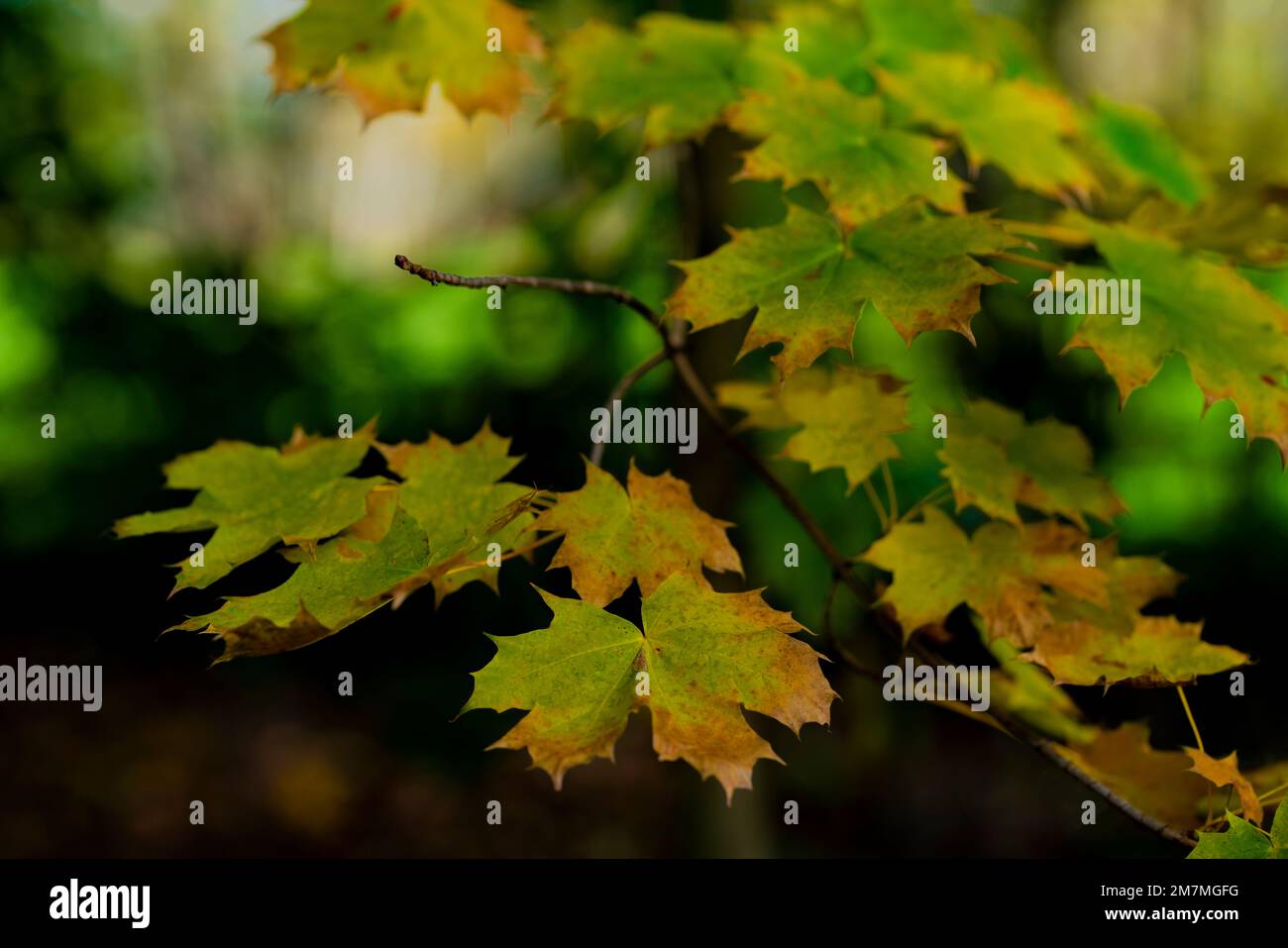 Discolored leaves on a young maple tree in autumn hi-res stock photography and images - Alamy