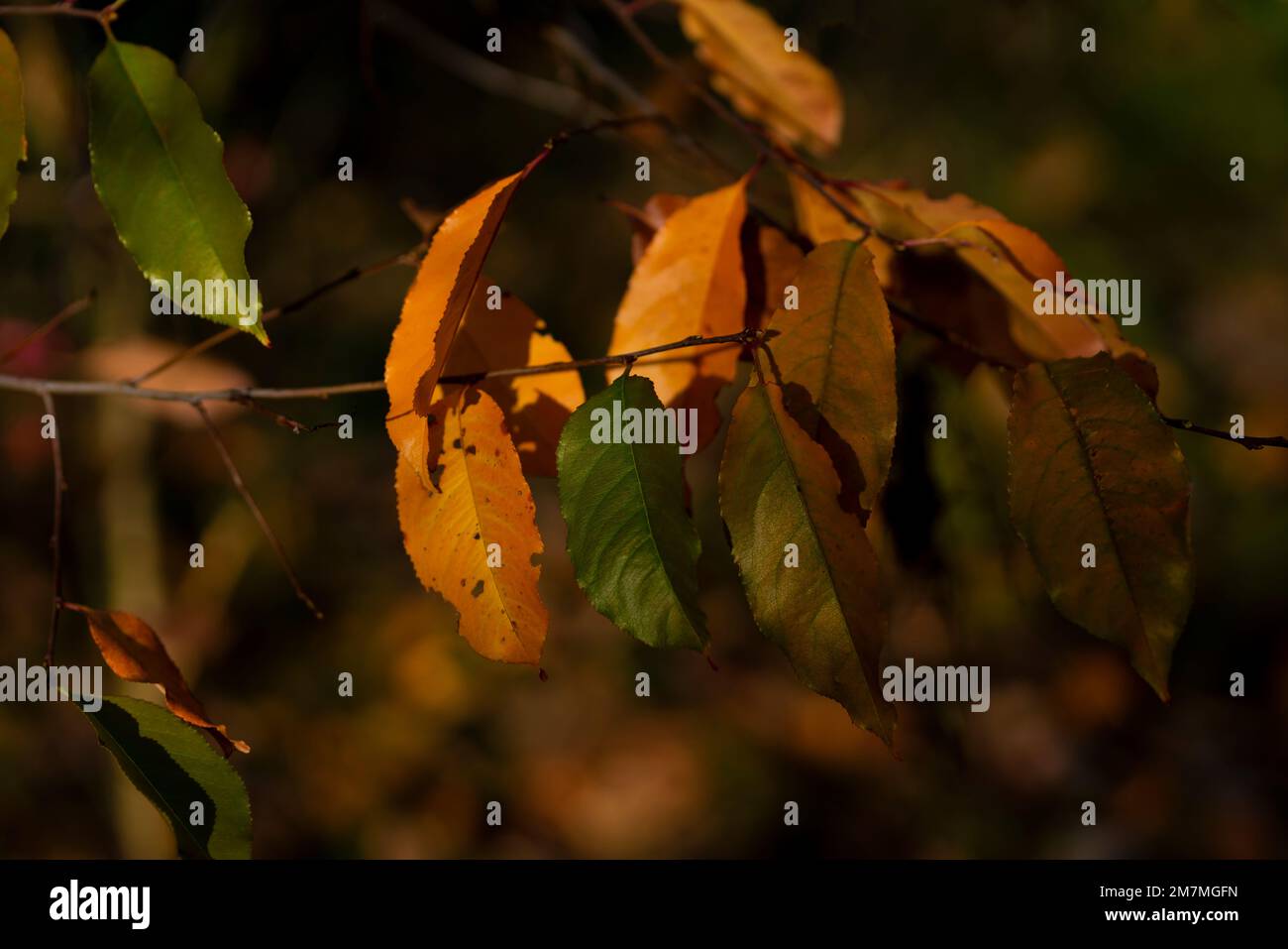 Discolored leaves on a young tree in autumn, shallow depth of field ...
