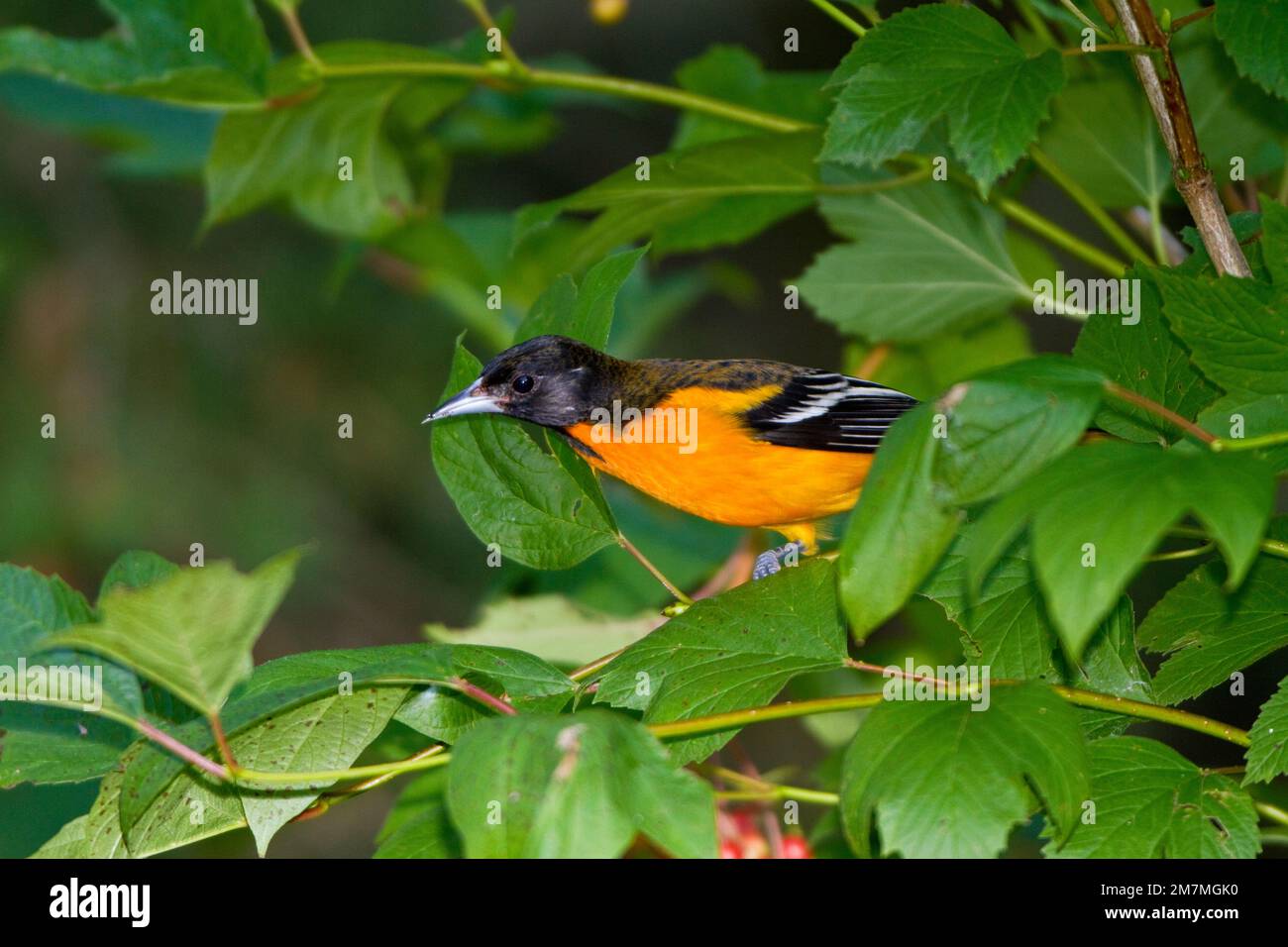 Male baltimore oriole in dwarf cranberry viburnum bush in marion hi-res ...