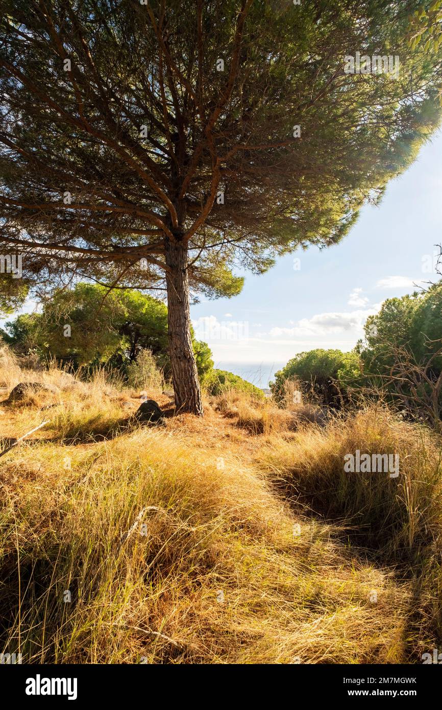 Beautiful landscape coast trees on hi-res stock photography and images ...