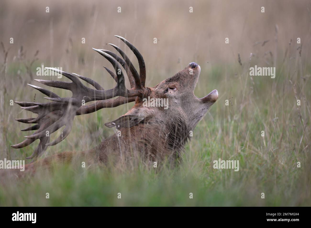 The European fallow deer, also known as the common fallow deer or ...