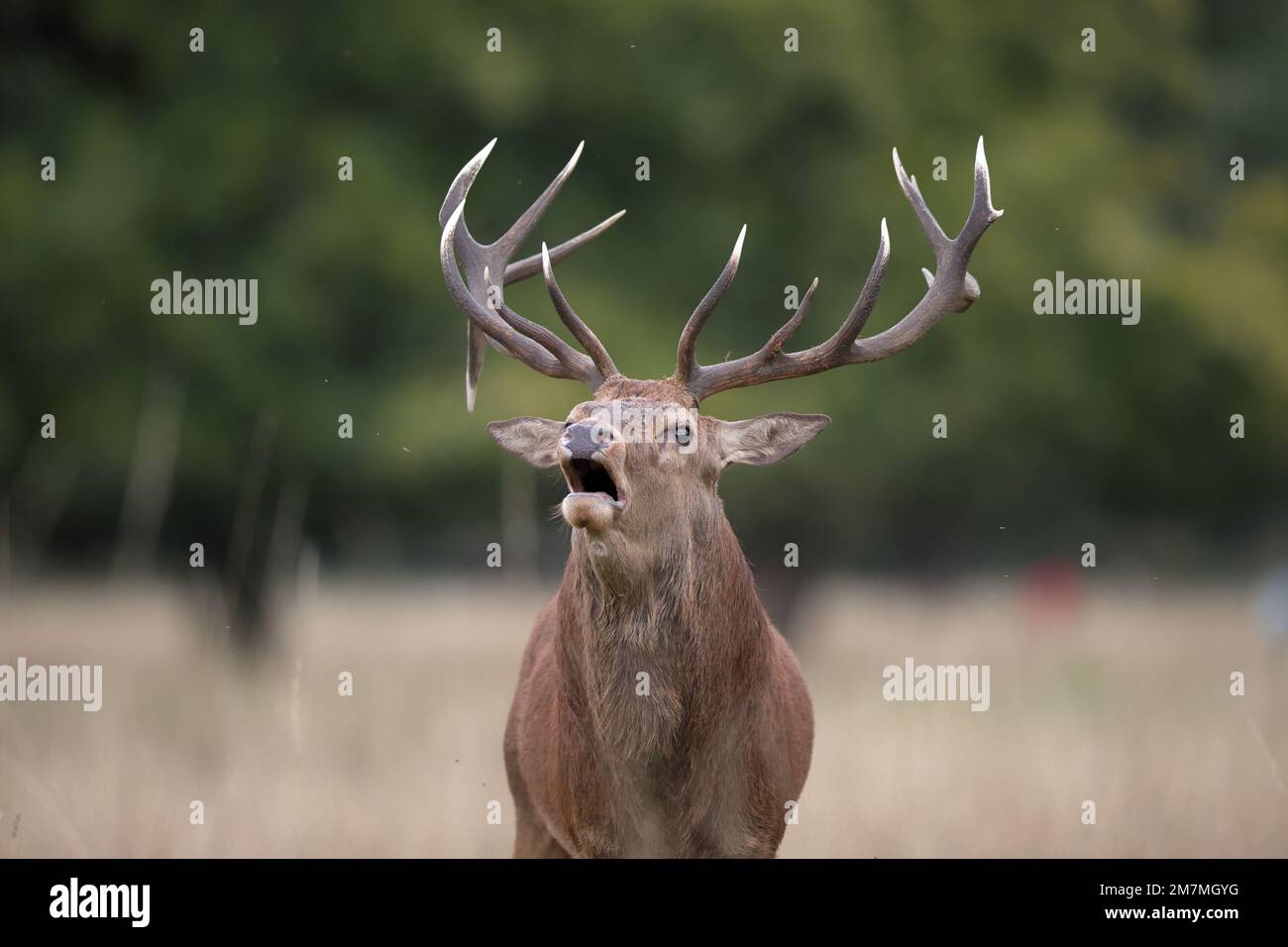 The European fallow deer, also known as the common fallow deer or ...