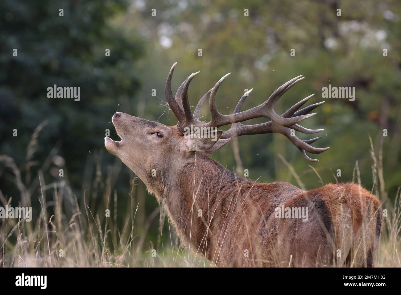 The European fallow deer, also known as the common fallow deer or ...