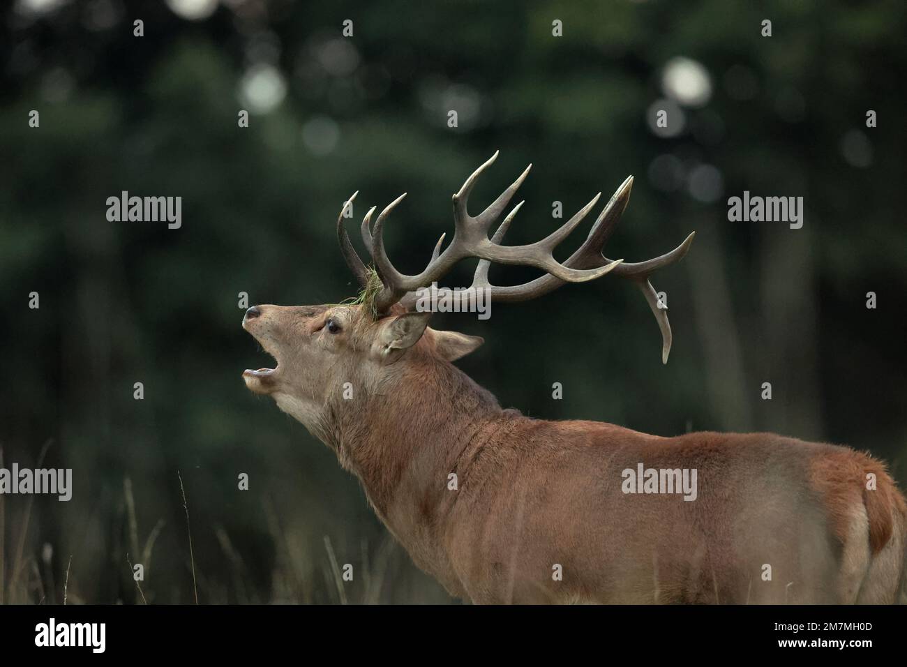 The European fallow deer, also known as the common fallow deer or ...