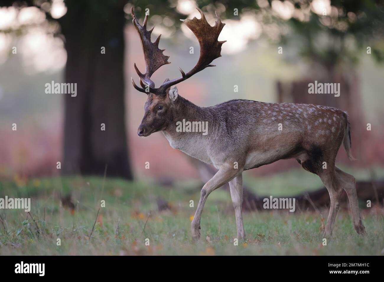 The European fallow deer, also known as the common fallow deer or ...