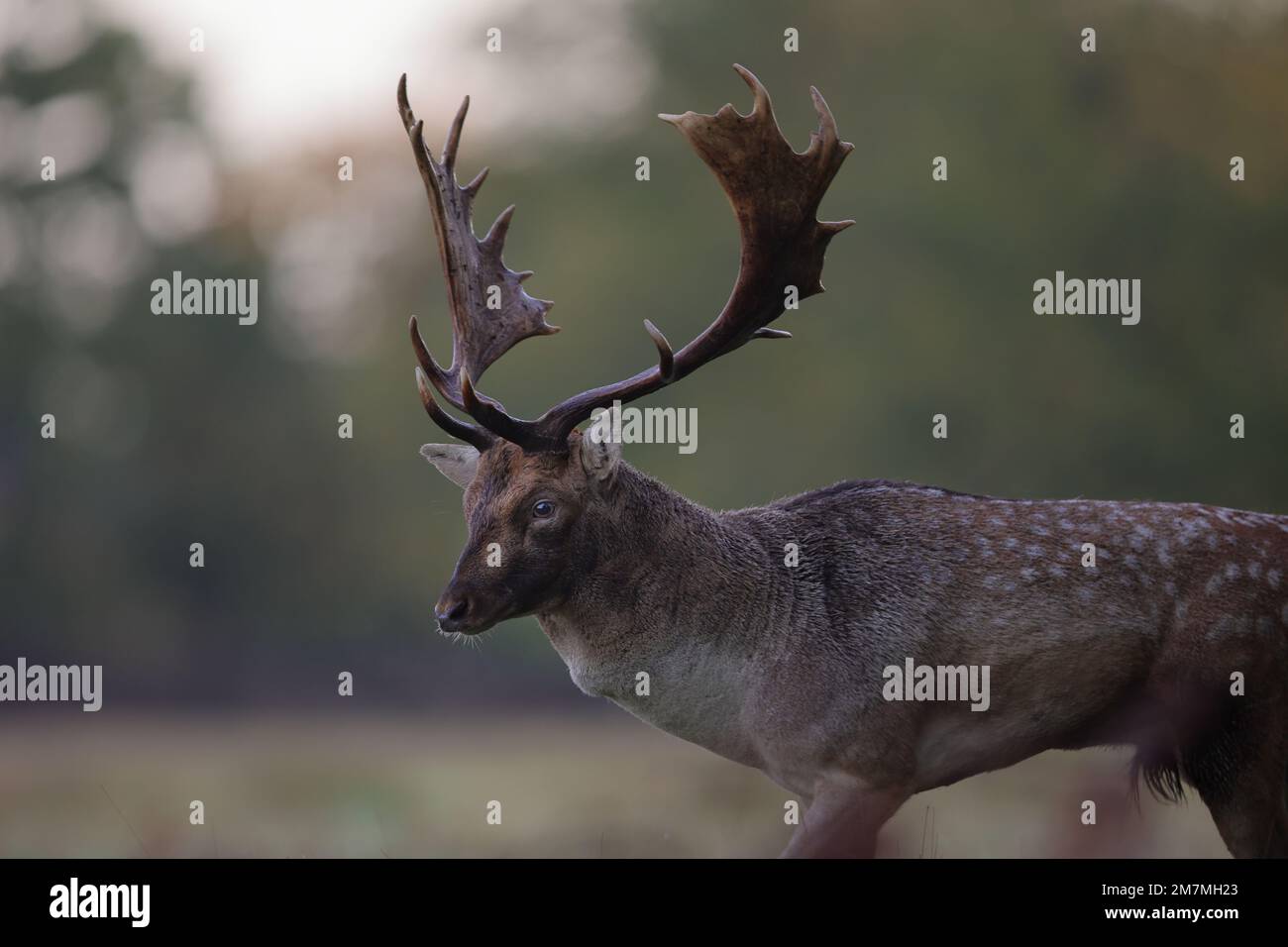 The European fallow deer, also known as the common fallow deer or ...