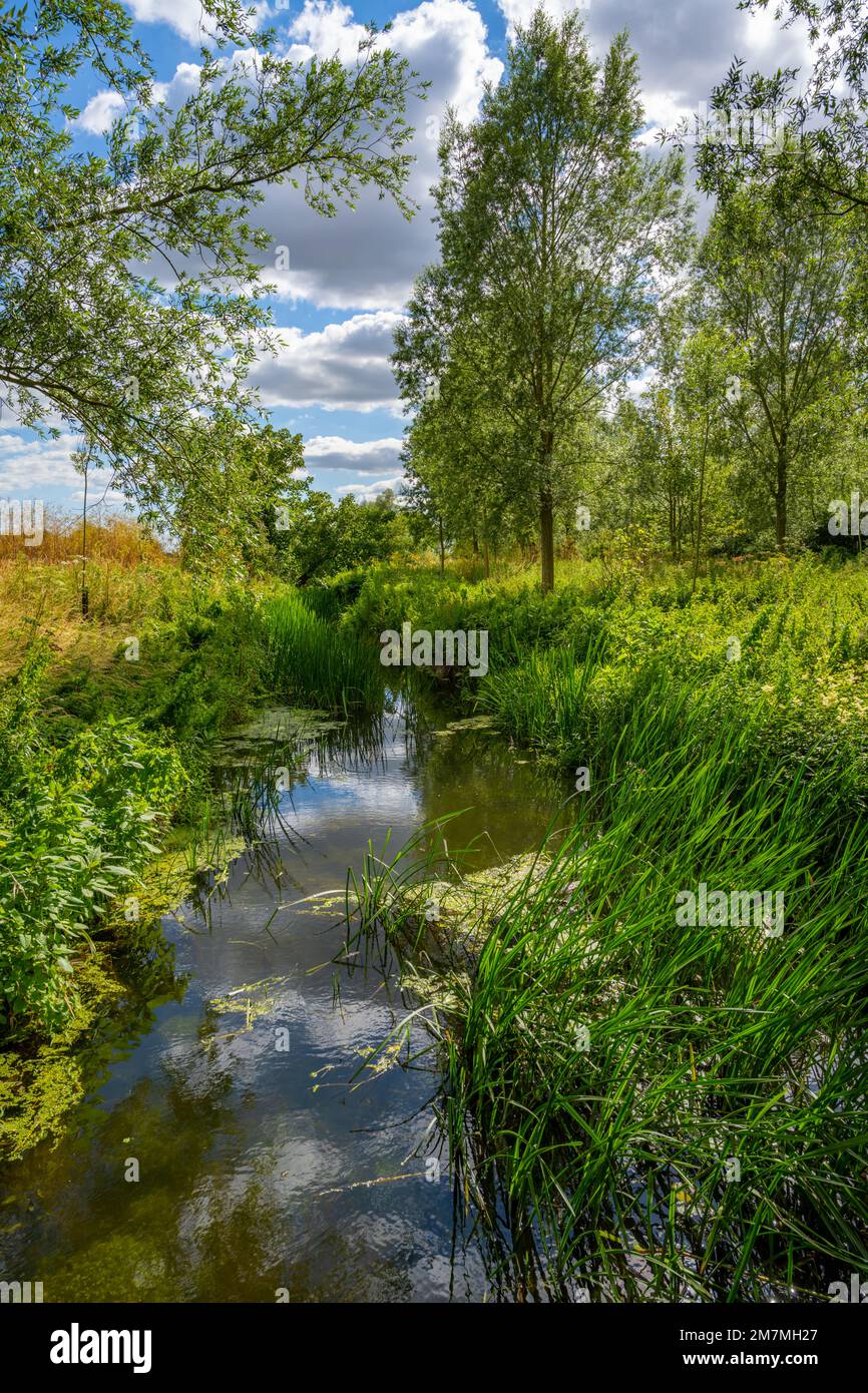 The stream leading to the river Chelmer near Little Baddow Essex Stock ...