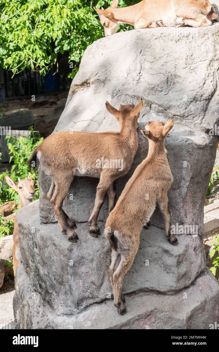 Markhor on rocks hi-res stock photography and images - Alamy