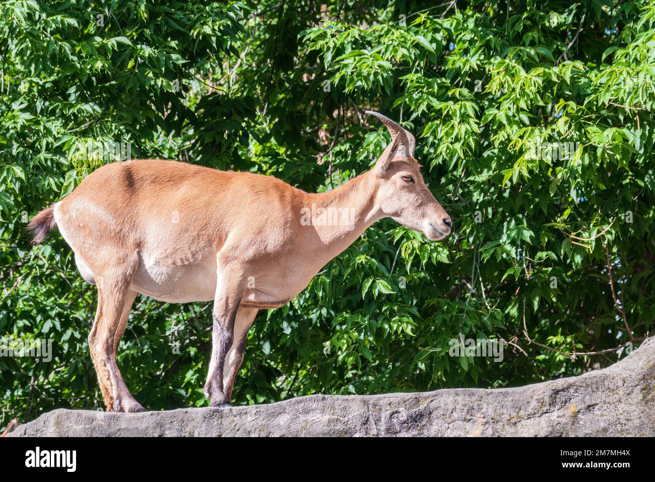 Mountain goat or East caucasian tur, female, latin name Carpa ...