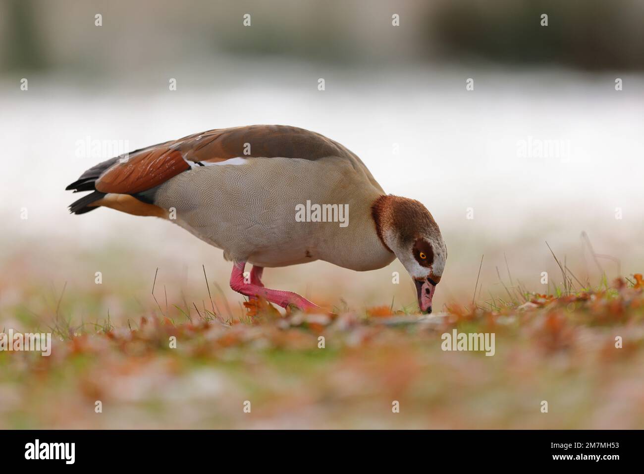 The Egyptian goose is a member of the duck, goose, and swan family ...