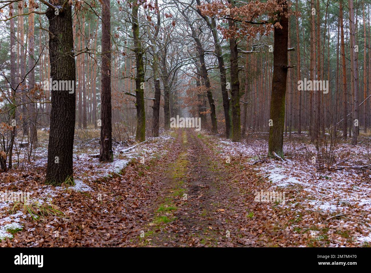 The beginning of winter, forest road in winter with a little snow Stock ...