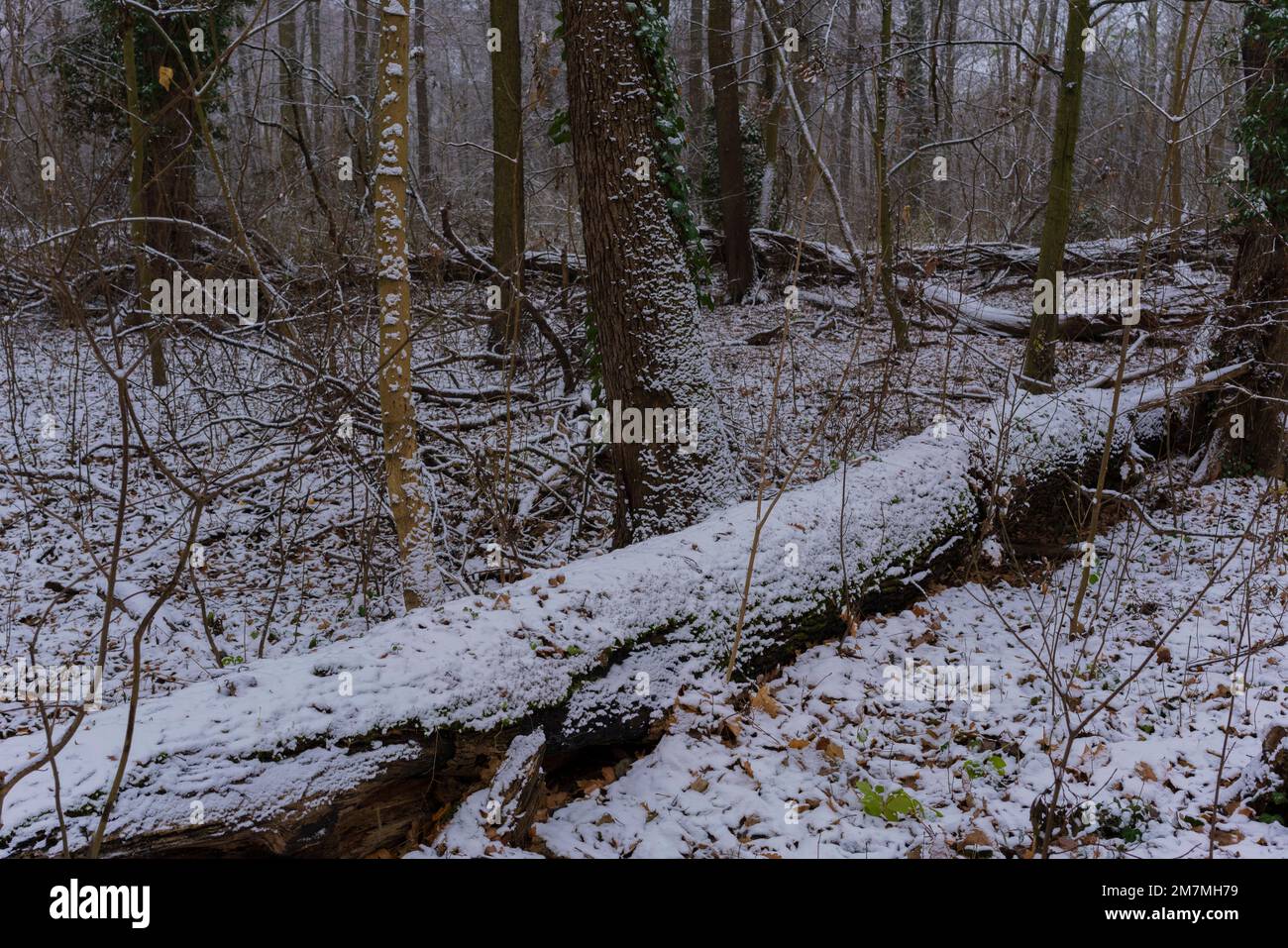First snow in a deciduous forest hi-res stock photography and images ...