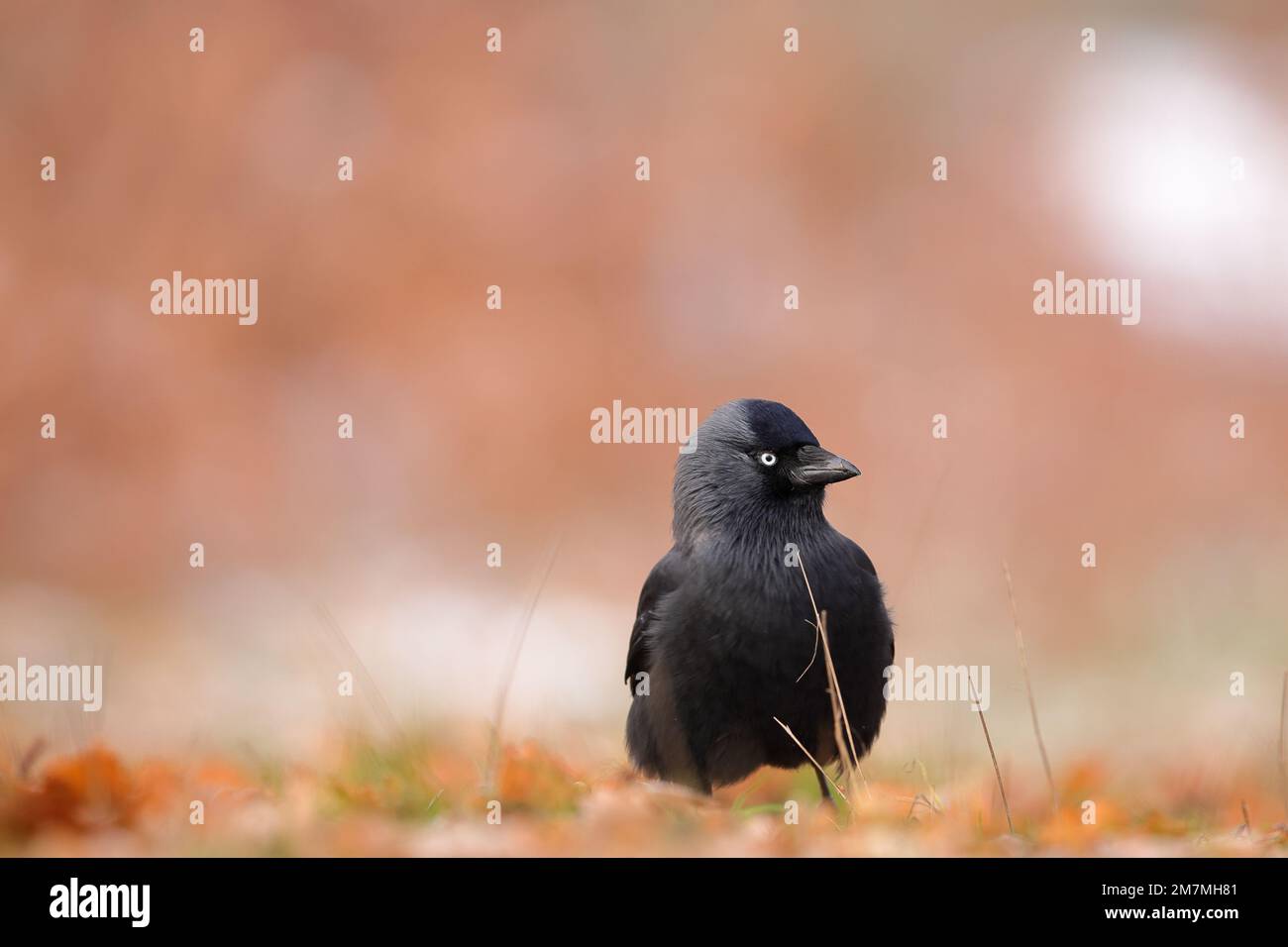 The western jackdaw (Coloeus monedula), also known as the Eurasian ...