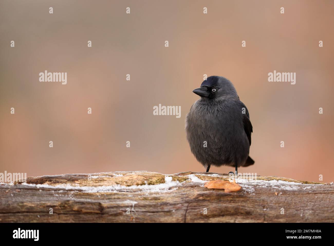 The western jackdaw (Coloeus monedula), also known as the Eurasian ...