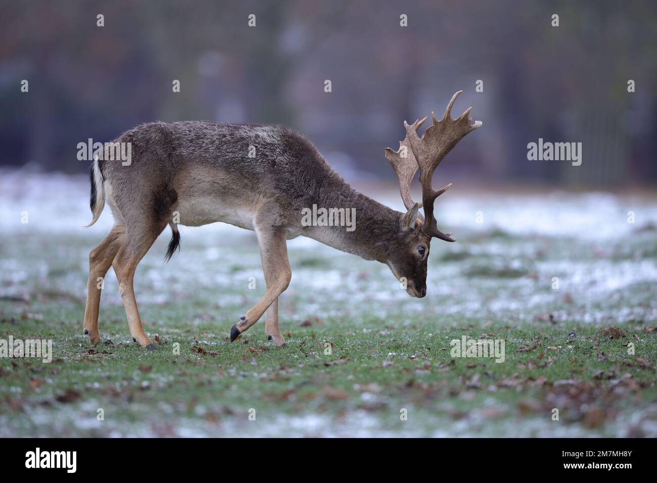 The European fallow deer, also known as the common fallow deer or ...