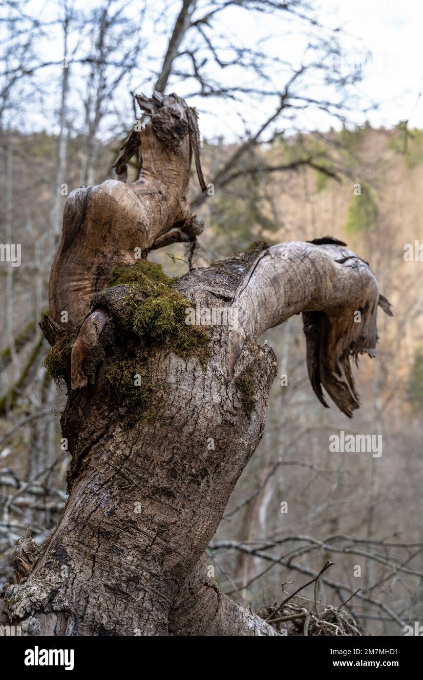 Strangely shaped branches hi-res stock photography and images - Alamy