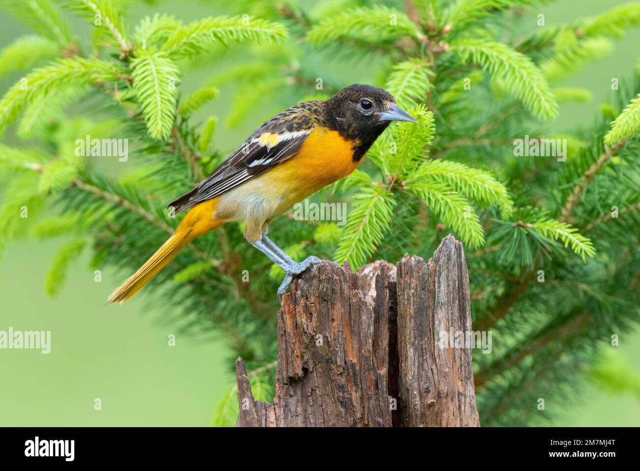 01611-10307 Baltimore Oriole (Icterus galbula) female on fence post ...