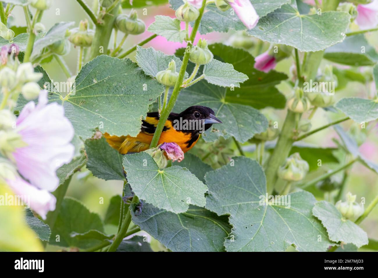 Galbula sp hi-res stock photography and images - Alamy