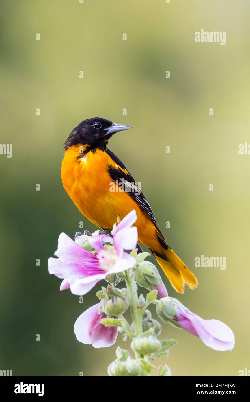 Galbula sp hi-res stock photography and images - Alamy
