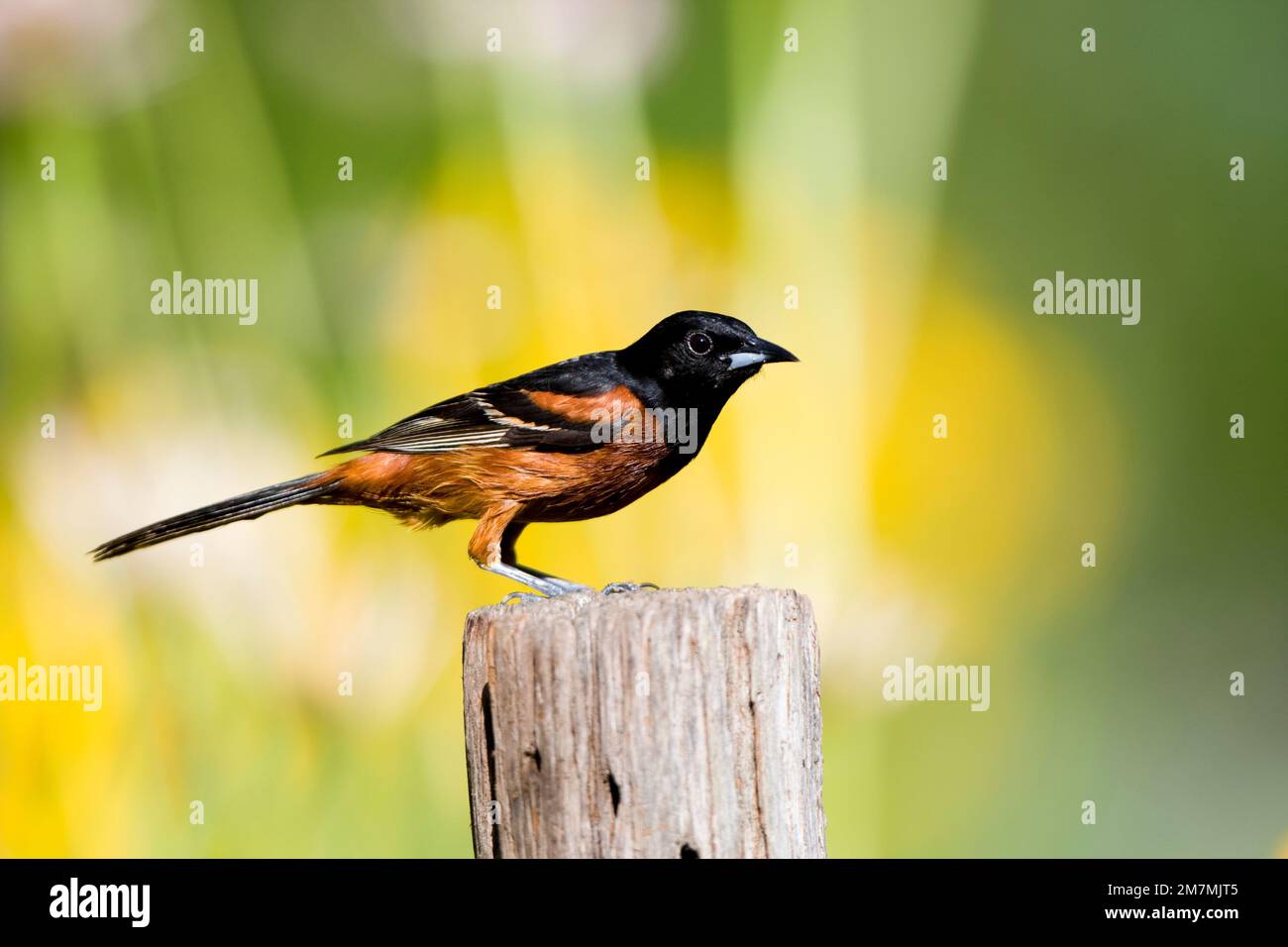 01618-010.01 Orchard Oriole (Icterus spurius) male on fence post in ...