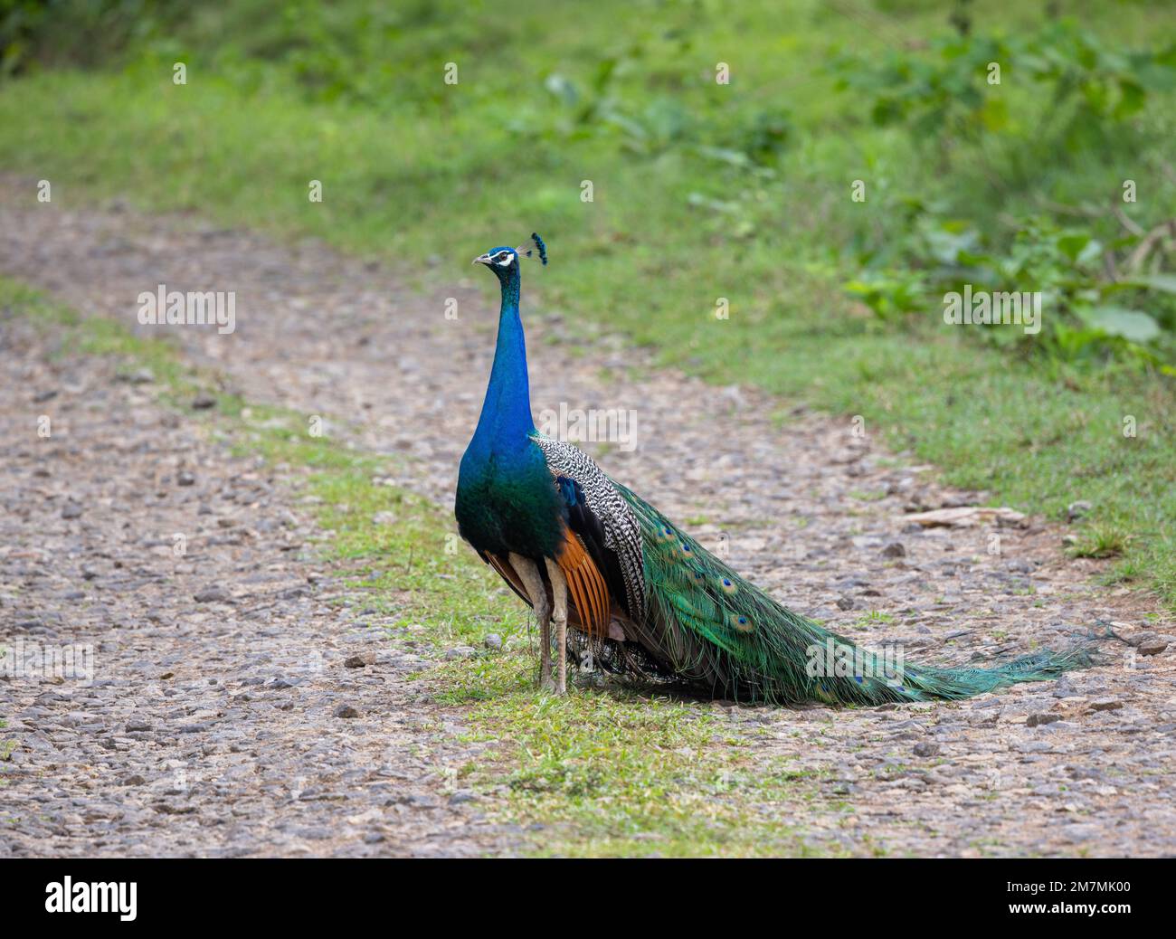 A Peafowl sitting on the safari road inside Mudumalai National Park ...