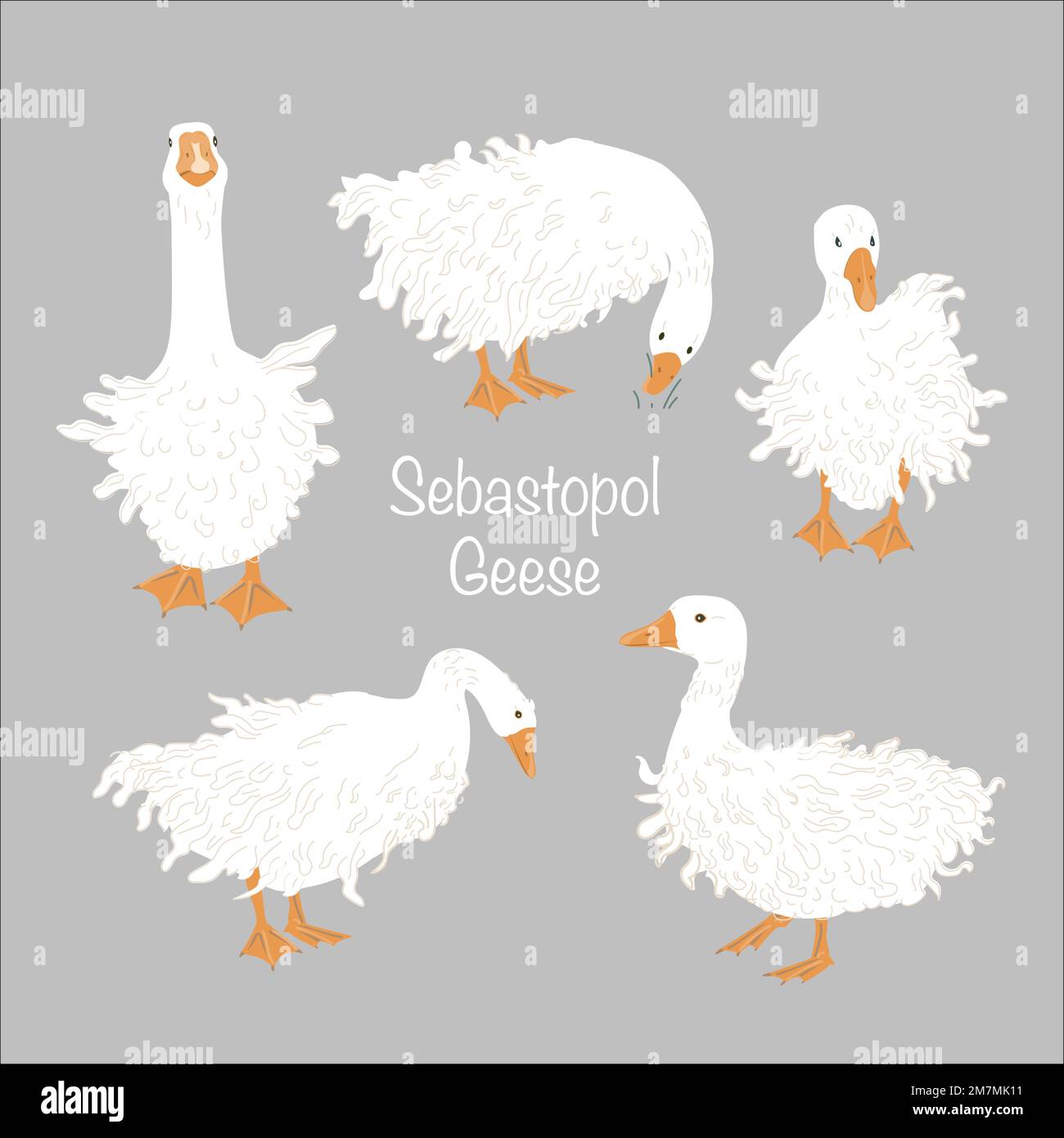 Cute Sebastopol goose set. Cartoon vector collection isolated on grey ...