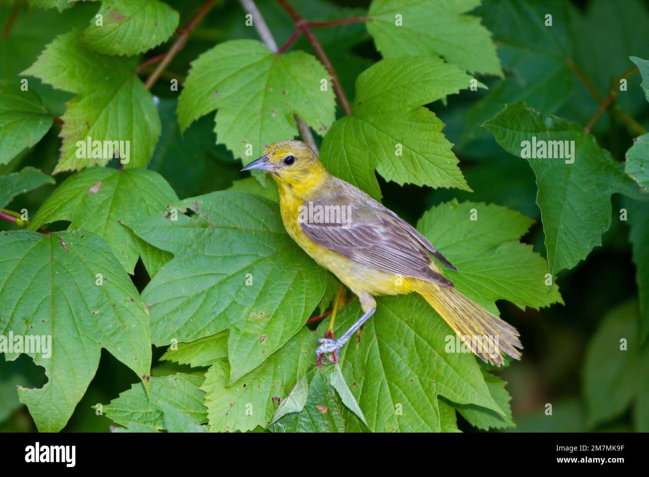 01618-01309 Orchard Oriole (Icterus spurius) female in Compact European ...