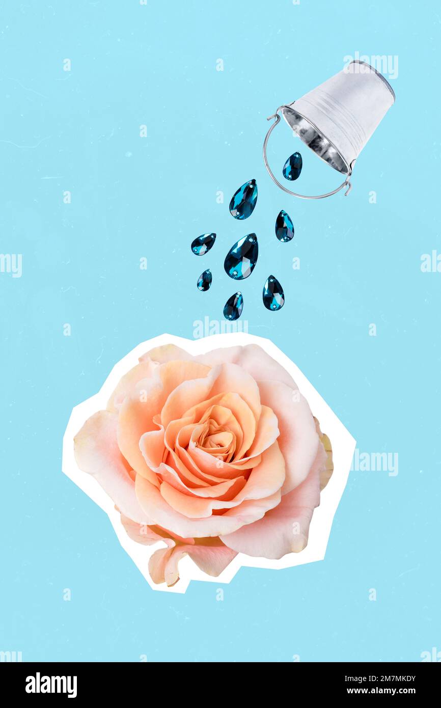 Collage photo of beautiful fresh natural organic beige pink rose bucket ...