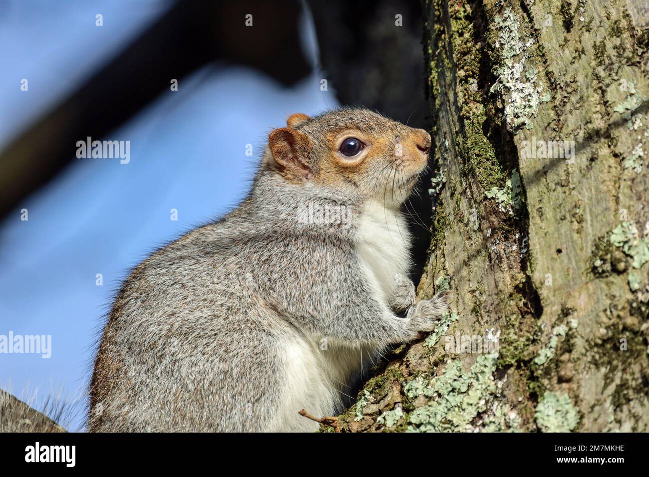 Young Grey Squirrel at Devonport Park in Plymouth Devon. These cute ...