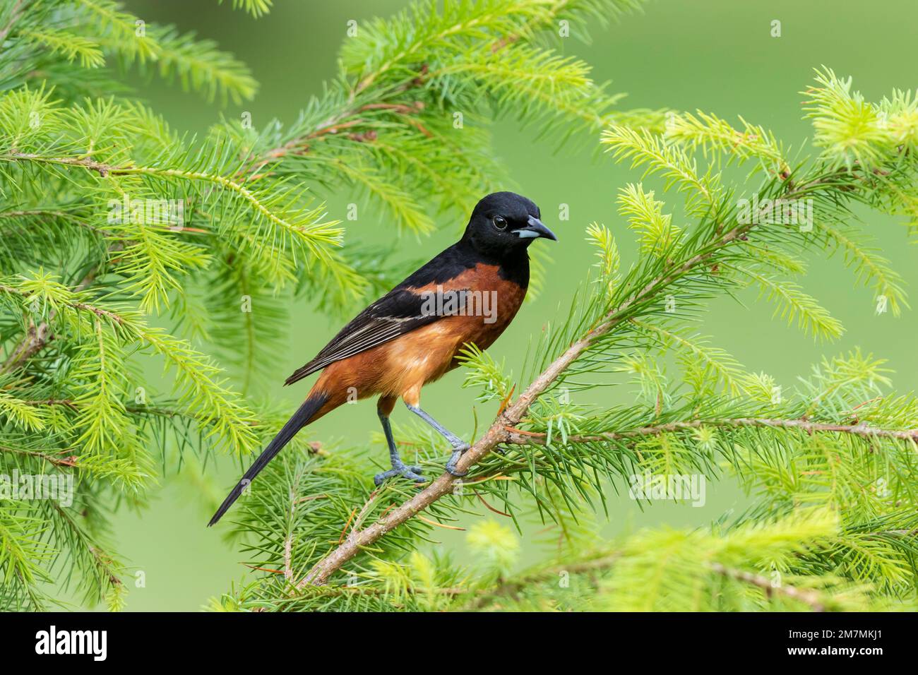 Orchard oriole icterus spurius male hi-res stock photography and images ...