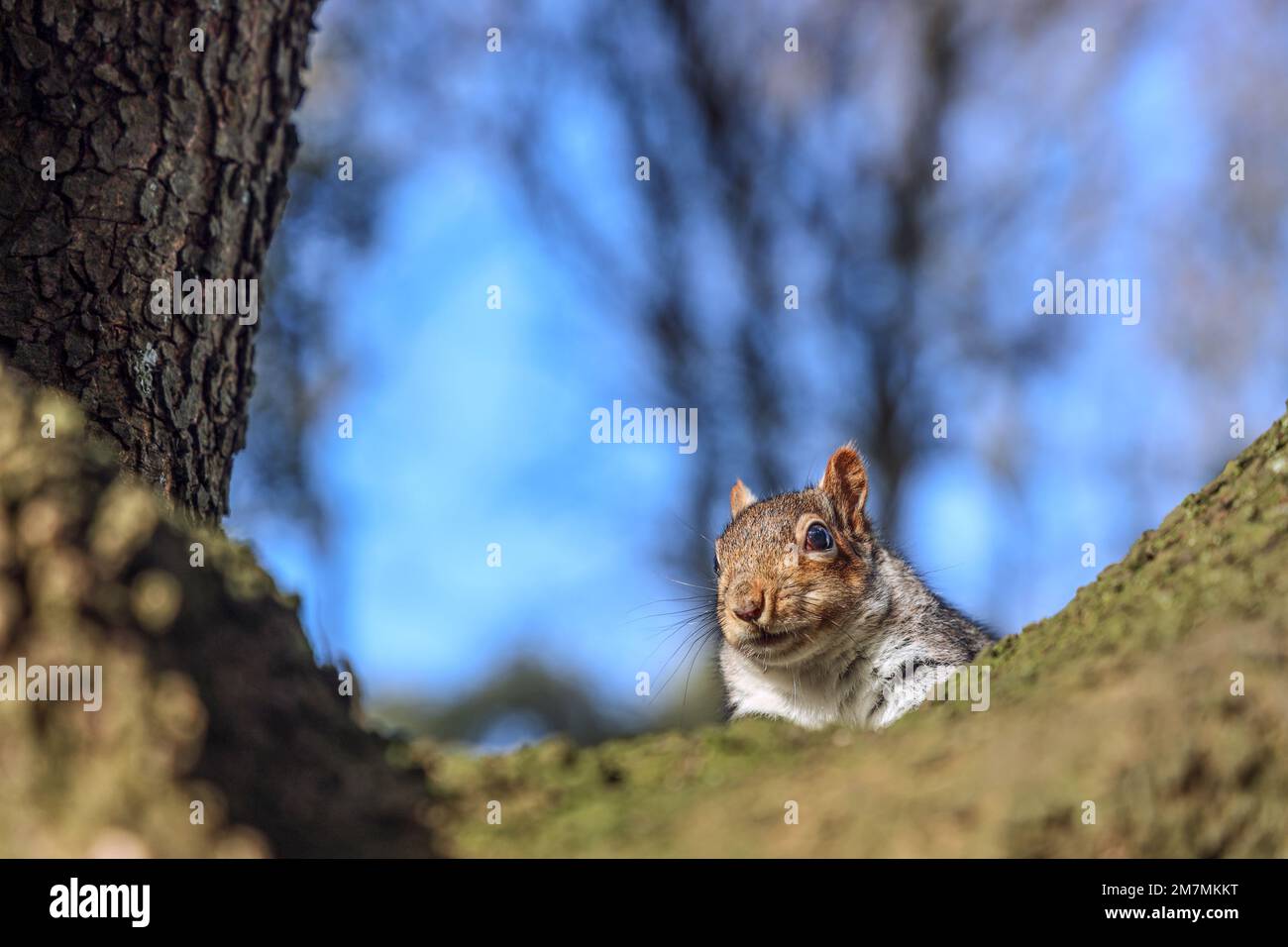 Young Grey Squirrel at Devonport Park in Plymouth Devon. These cute ...