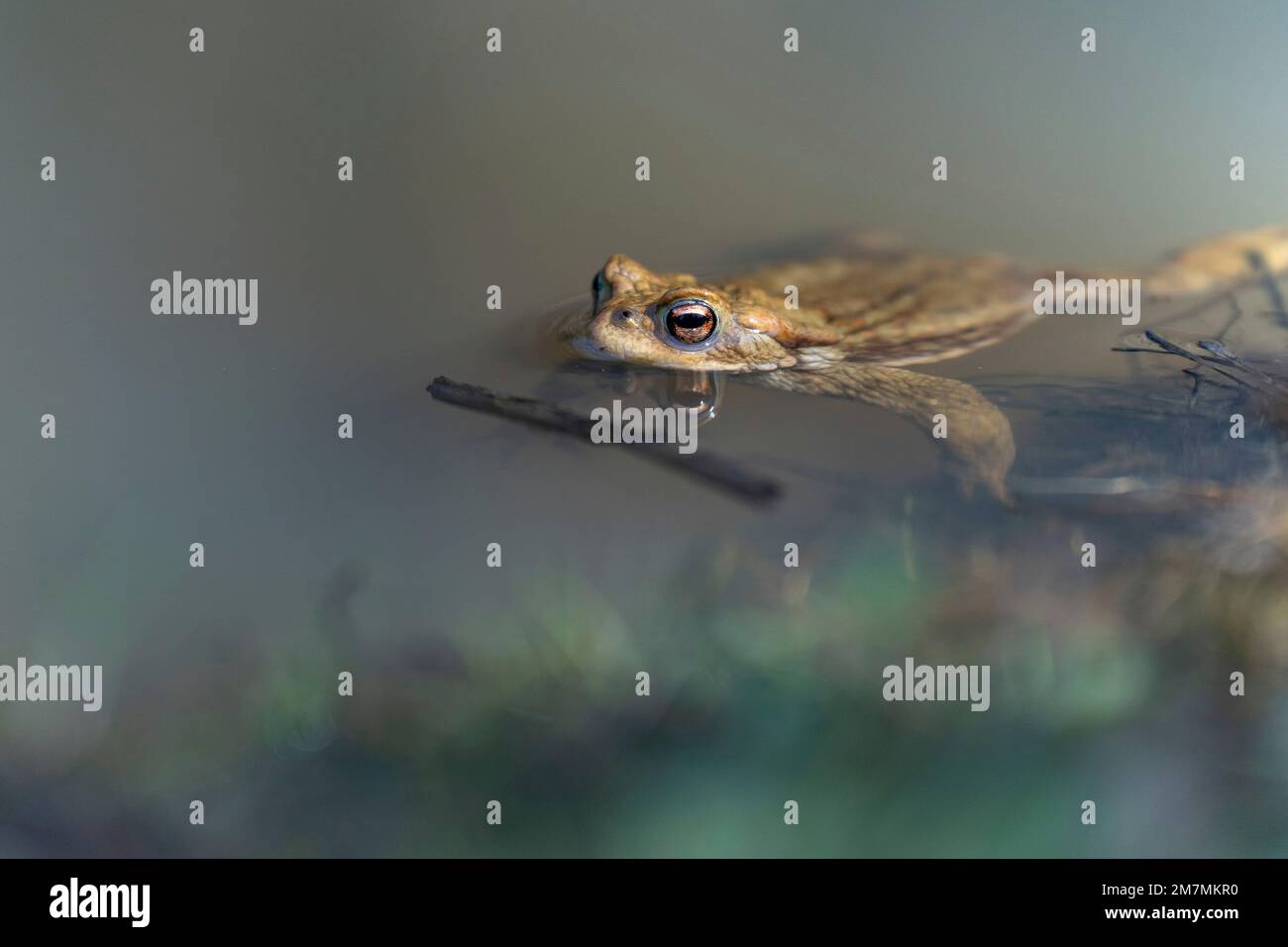 Common toad in a pond during spawning season hi-res stock photography ...