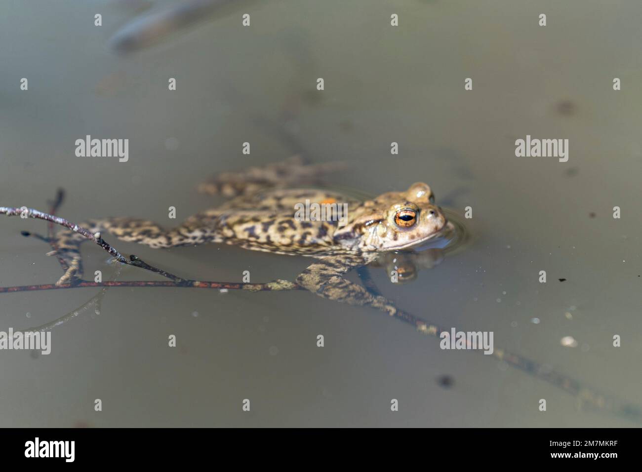 Common toad in a pond during spawning season hi-res stock photography ...