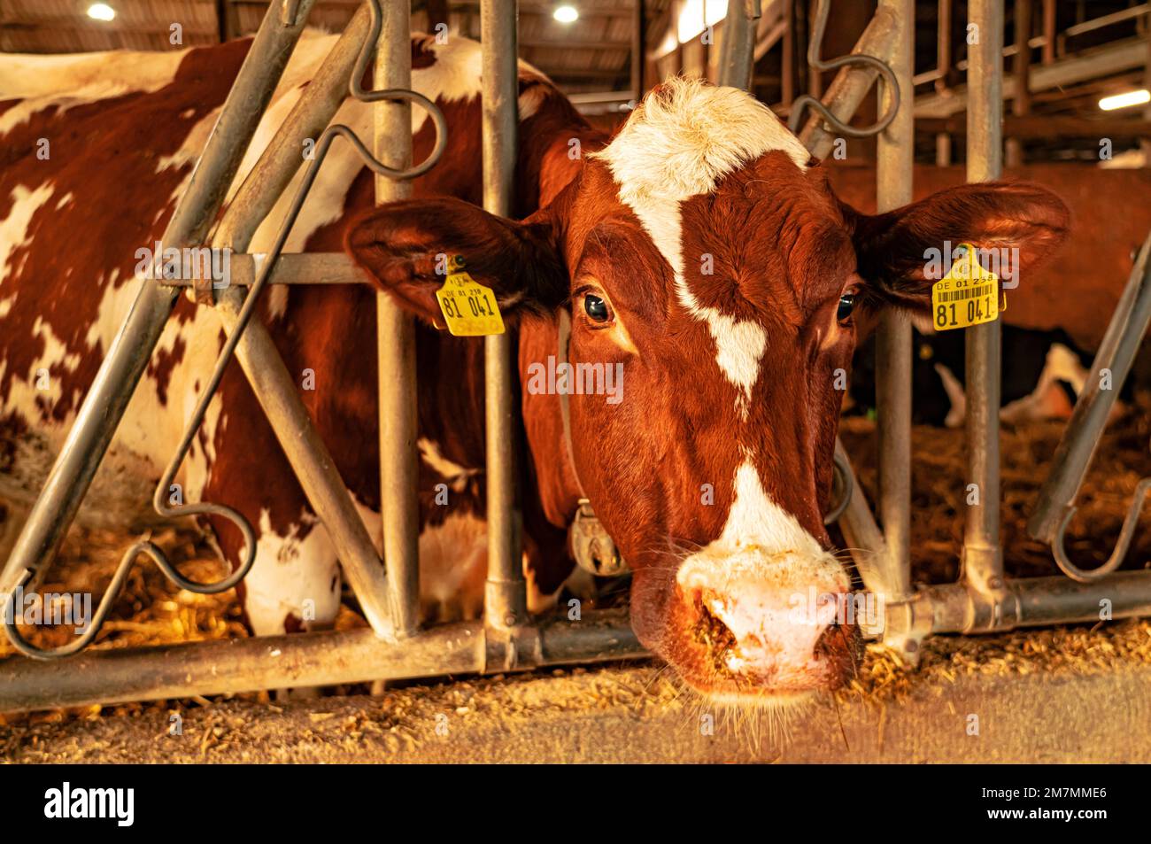 Cow, dairy farm in Sterley Stock Photo - Alamy