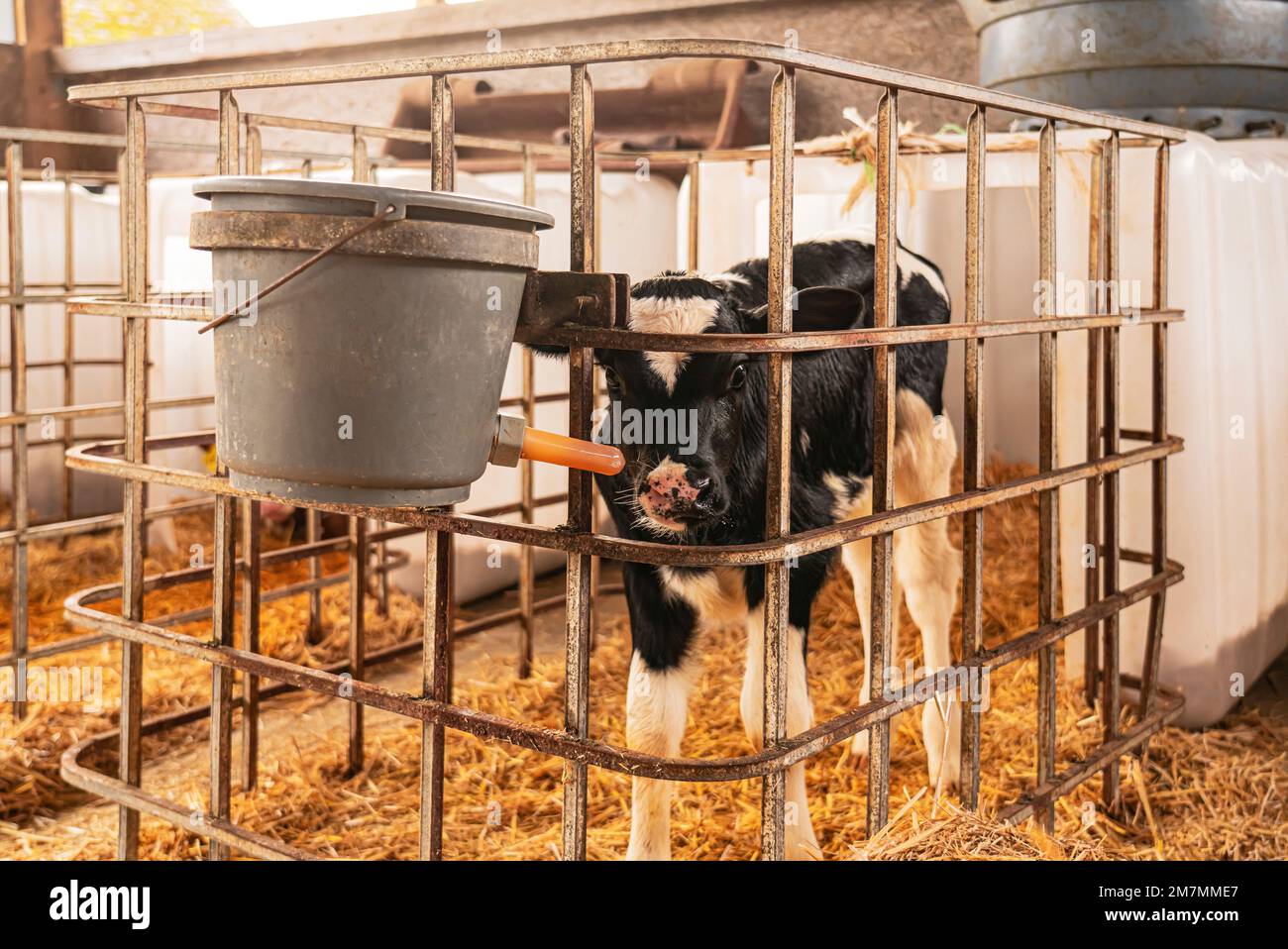 Newborn calf, dairy farm in Sterley Stock Photo - Alamy