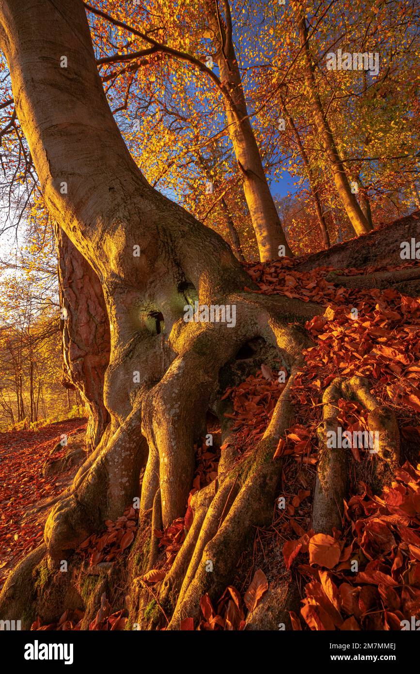 Old beech tree with open eyes Stock Photo - Alamy