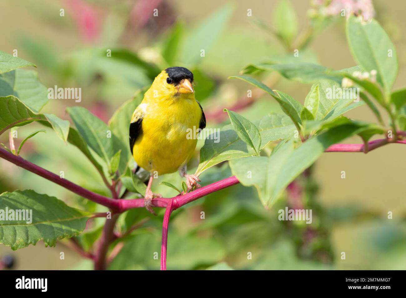 01640-16515 American Goldfinch (Spinus tristis) male on pokeberry ...