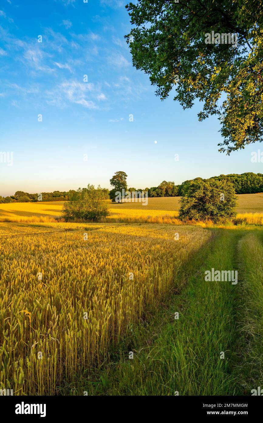 Fields between Fryerning and Margaretting Essex at Sunset Stock Photo ...