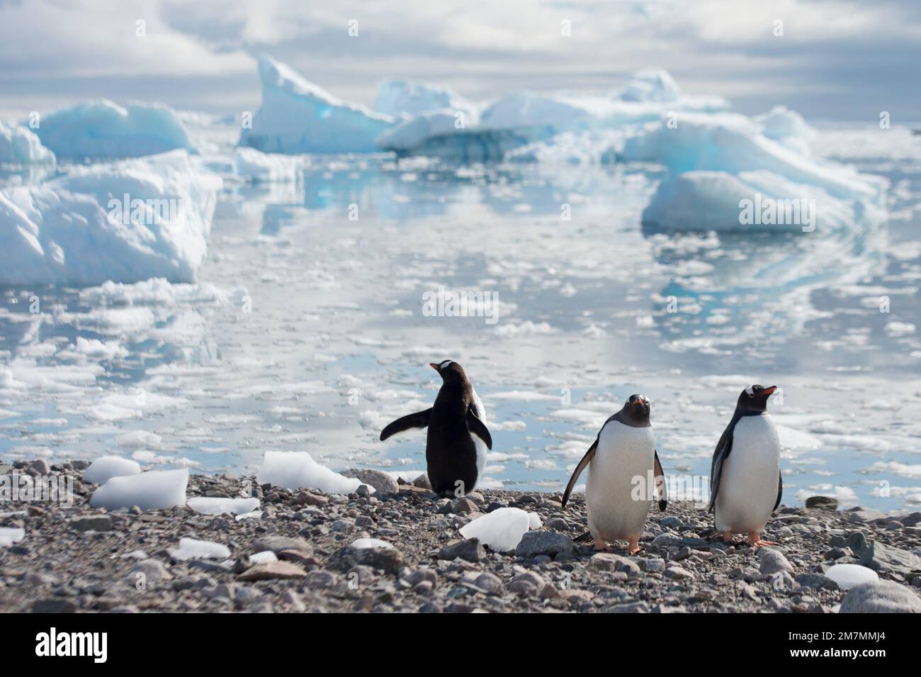 Gentoo Penguins Pygoscelis papua in Neko Harbour Antarctica Stock Photo ...