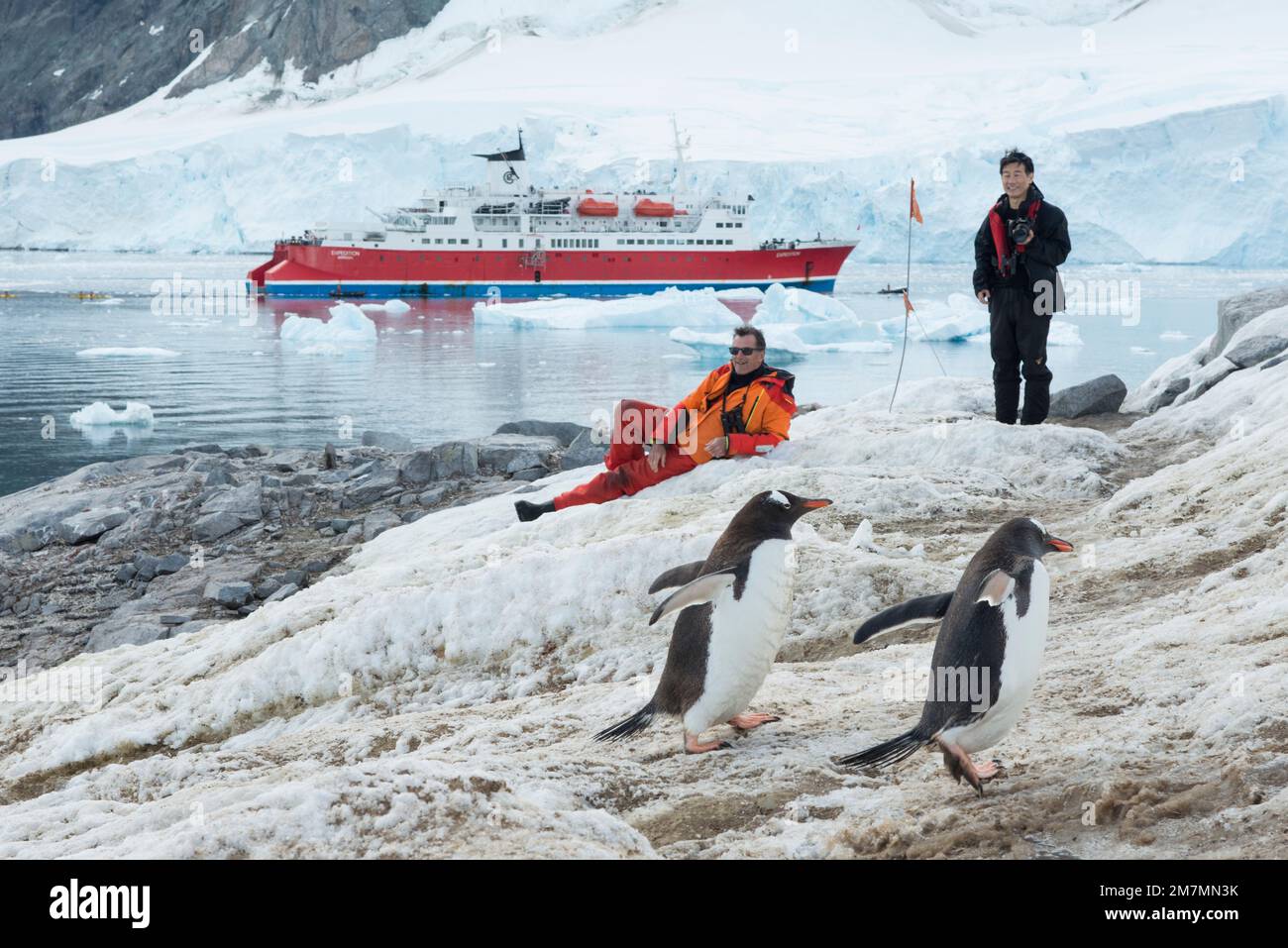Tourists watch Gentoo Penguin Pygoscelis papua in Neko Harbour ...