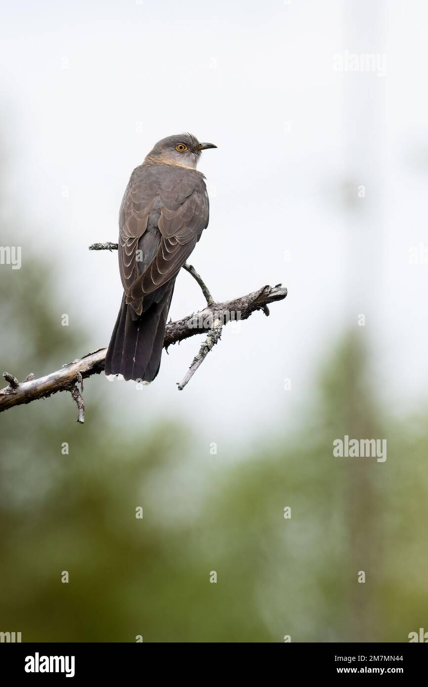 Gray cuckoo hi-res stock photography and images - Alamy