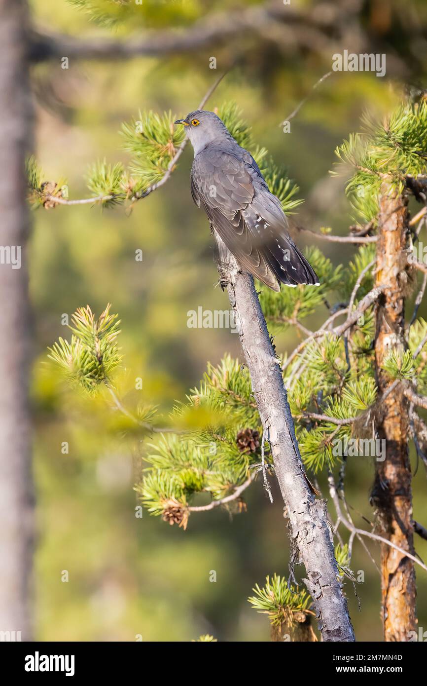 Gray cuckoo hi-res stock photography and images - Alamy