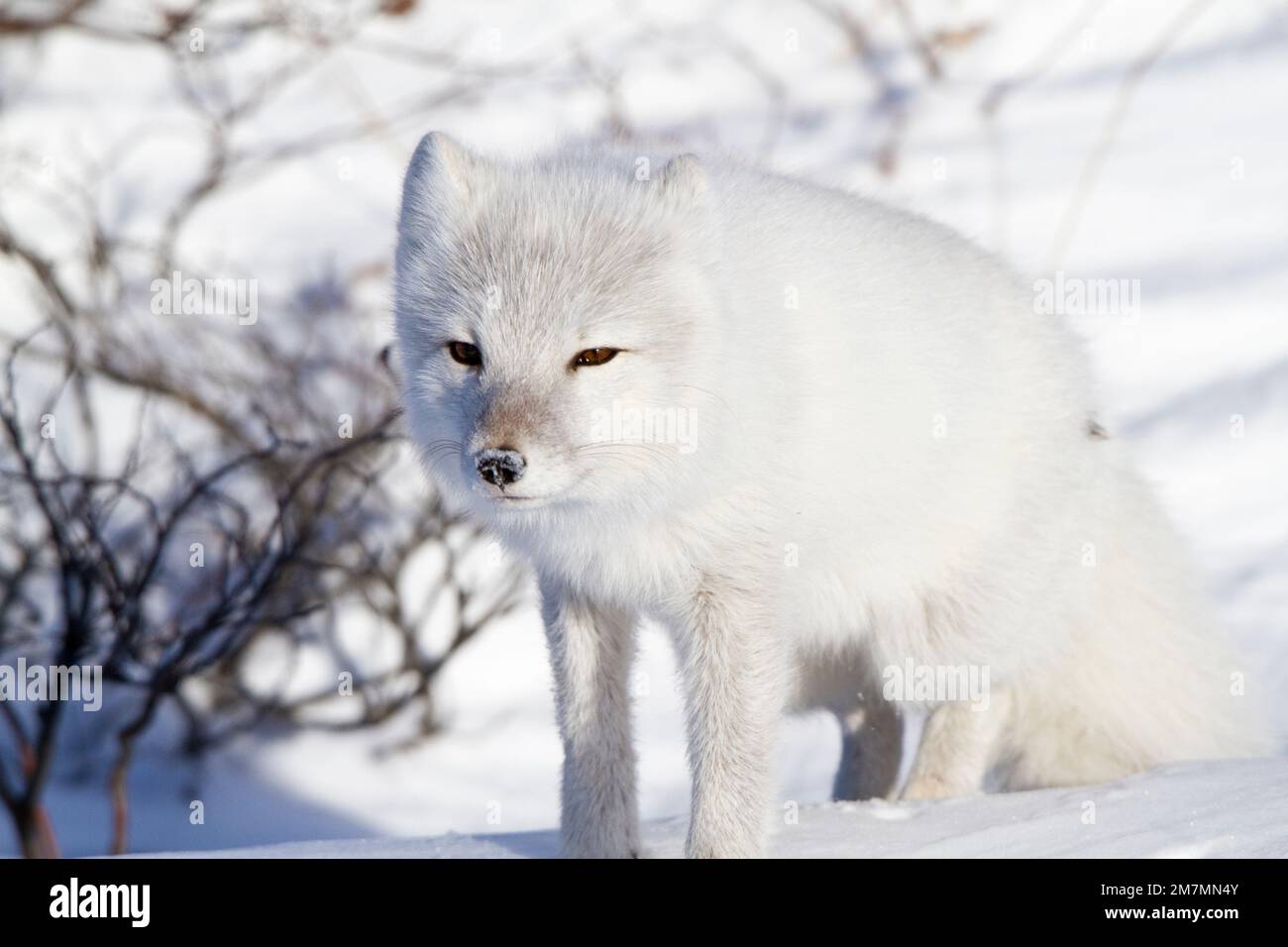 01863-01201 Arctic Fox (Alopex lagopus) in snow in winter, Churchill ...