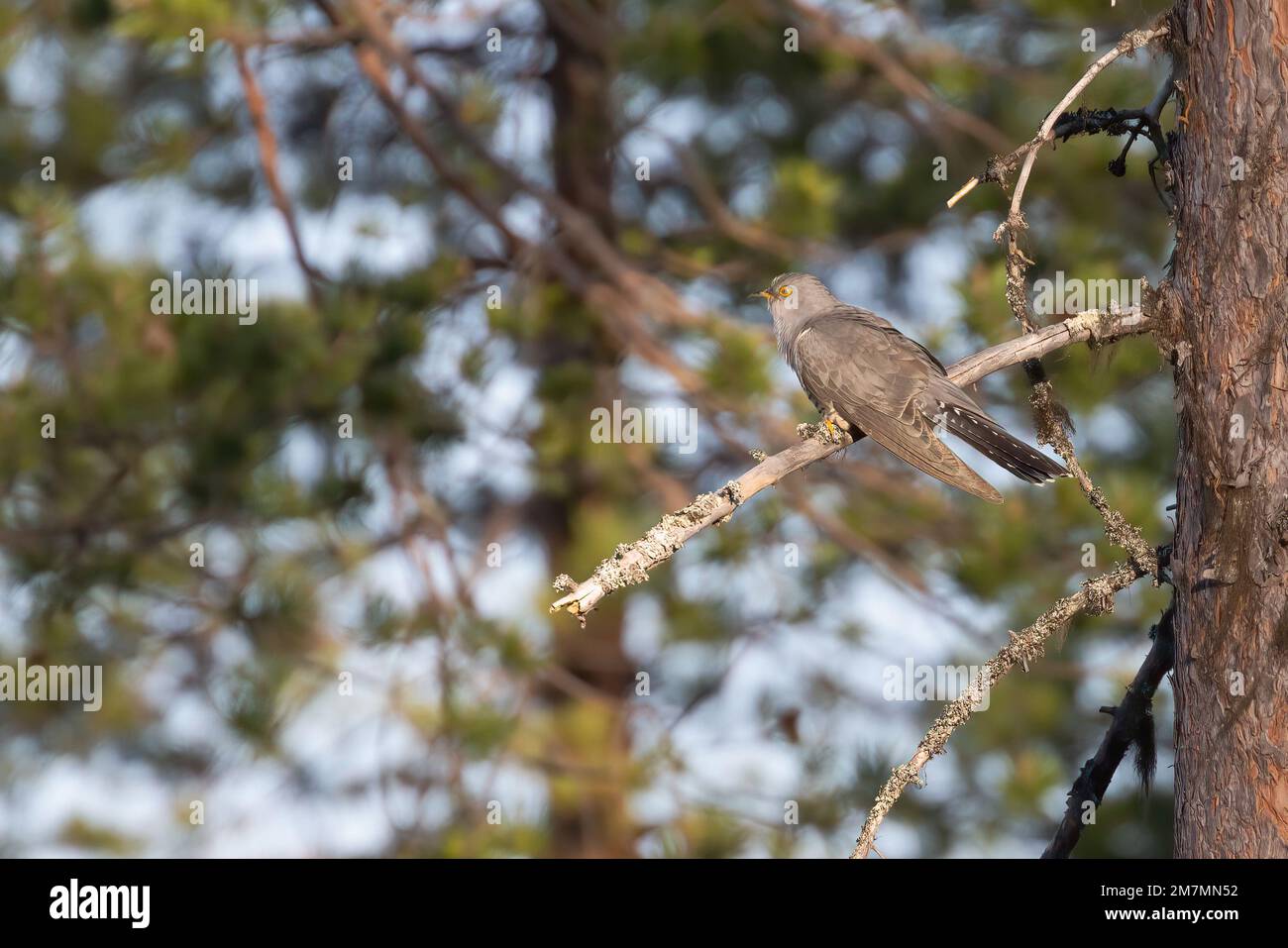 Gray cuckoo hi-res stock photography and images - Alamy