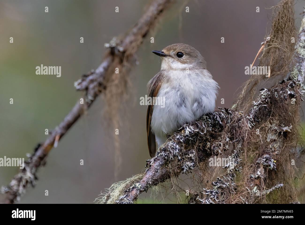 European pied flycatcher Stock Photo - Alamy