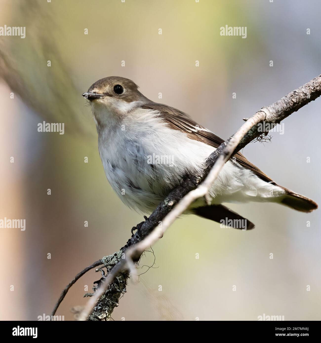 Female european pied flycatcher hi-res stock photography and images - Alamy