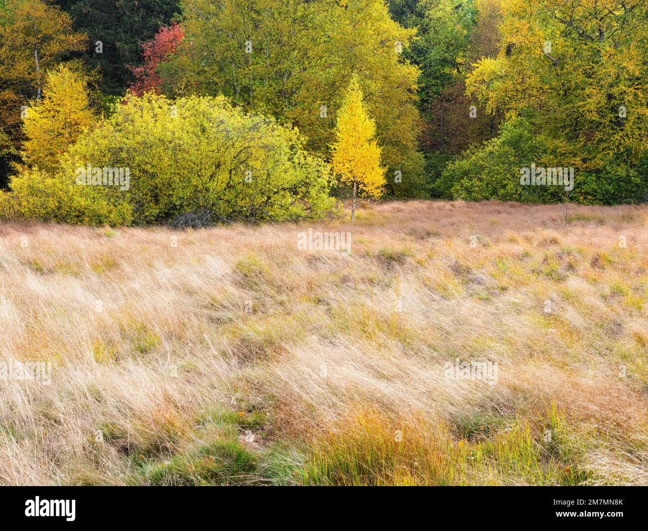 Europe, Germany, Bavaria, UNESCO Biosphere Reserve Rhön, Bavarian Rhön ...